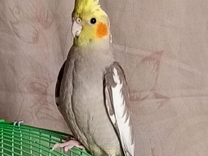 Попугай корелла птенец