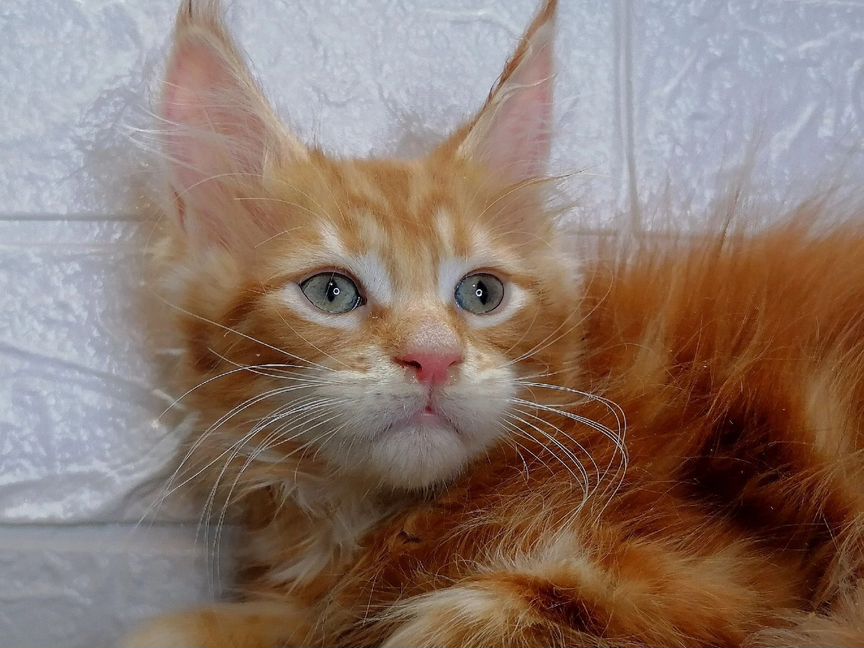 Котята мейн-кун