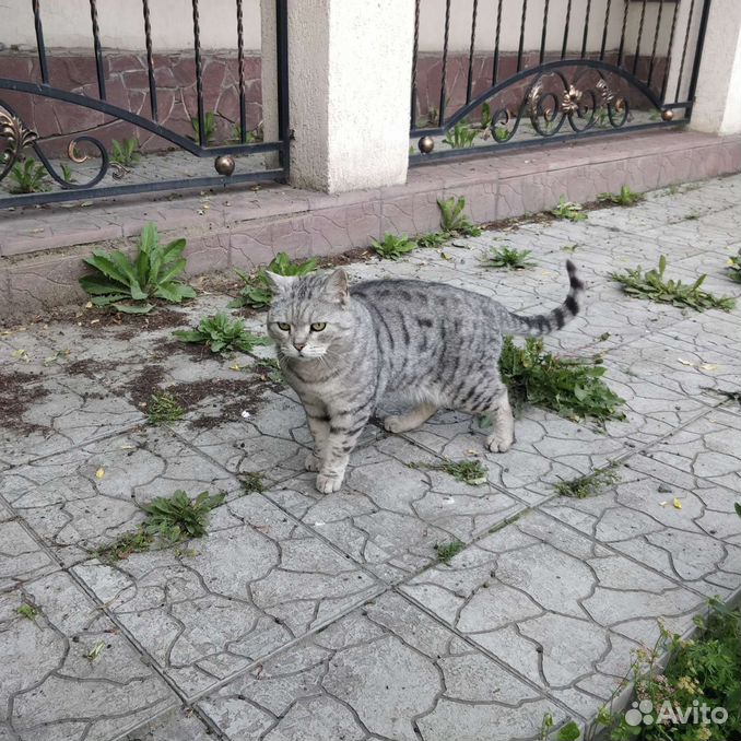 Кот Вискас