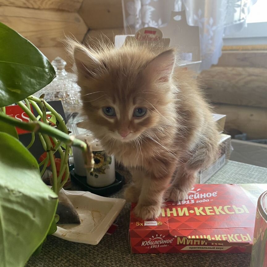 Отдам рыжее облачко