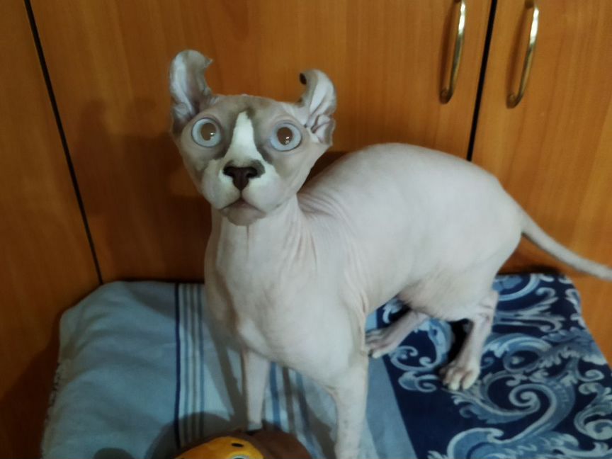 Эльф сфинкс котик
