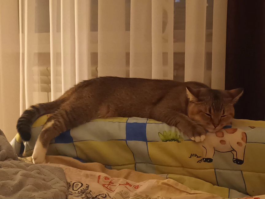 Кошки