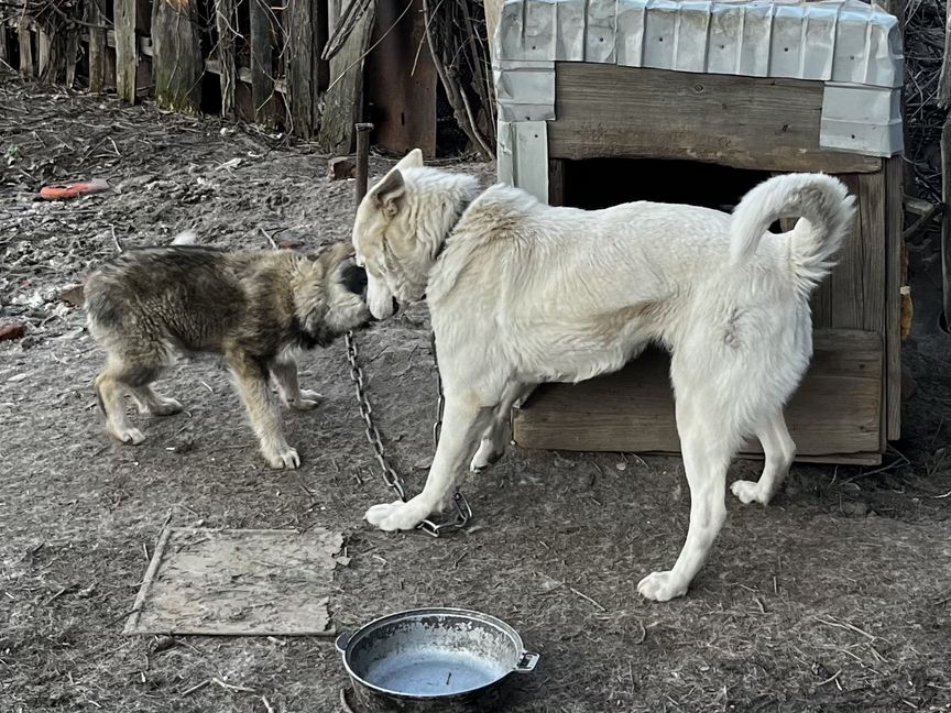 Собака в добрые руки отдам бесплатно