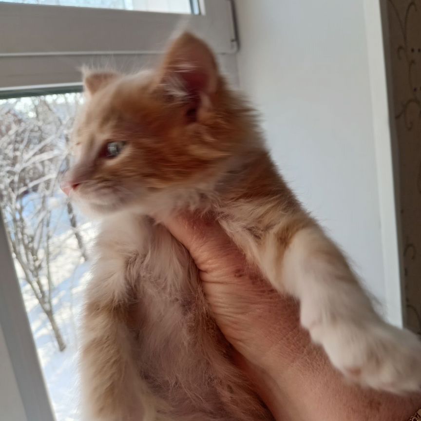 Мейн-кун котёнок