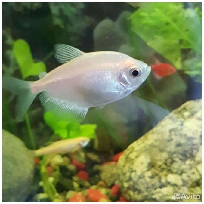 Тернеция белая Аквариумные рыбки ассортимент