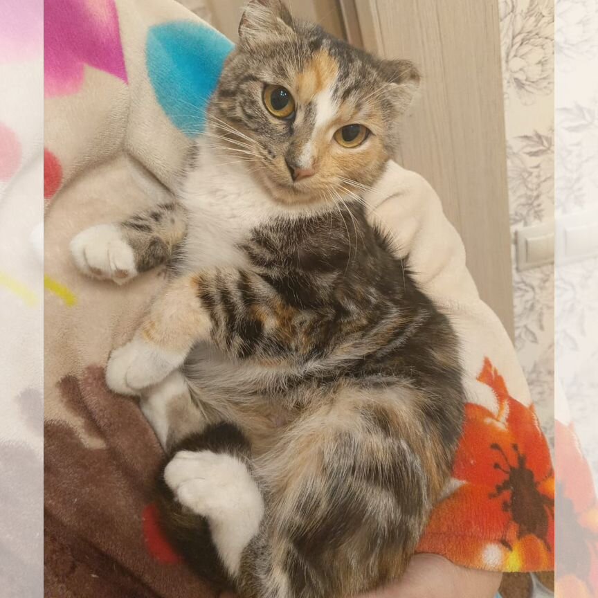 Кошки в добрые руки