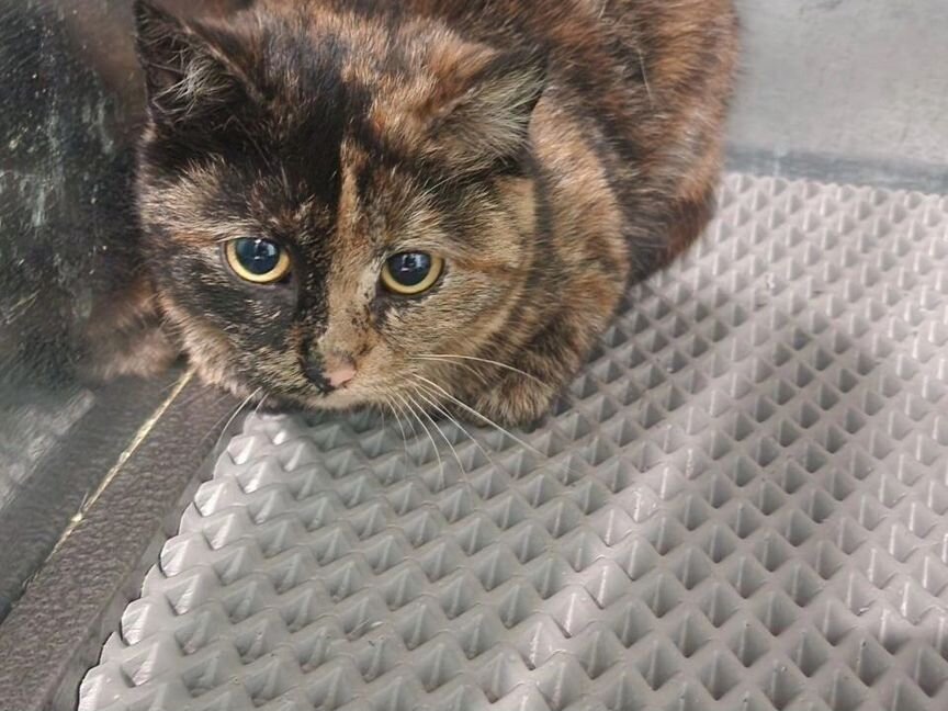 Кошечка и котик в ответственные руки