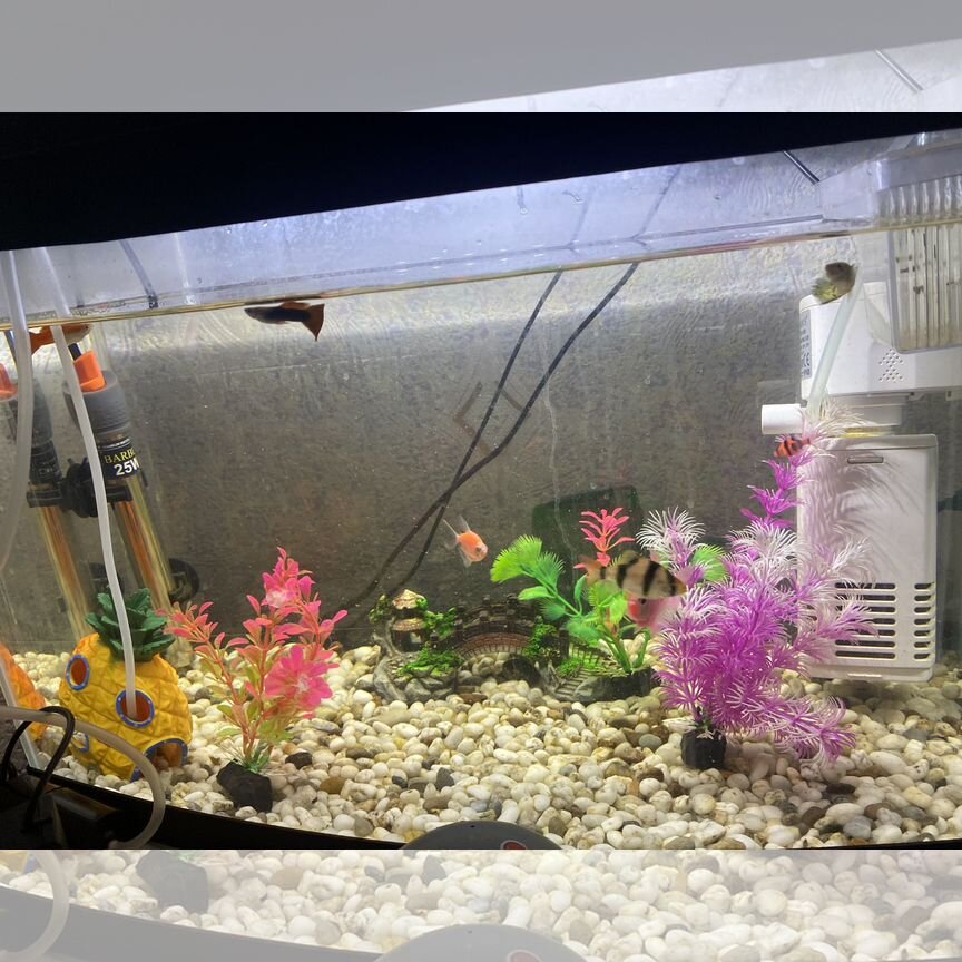 Аквариум с рыбками