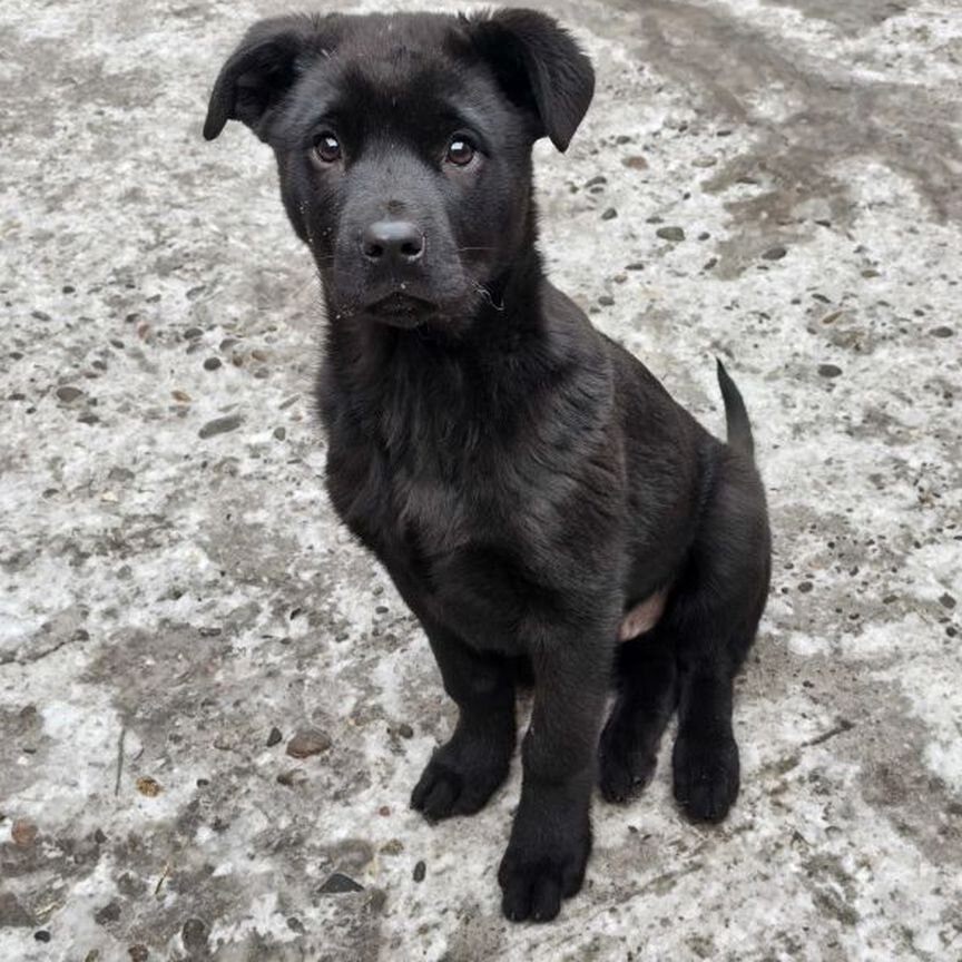 Щенок в добрые руки