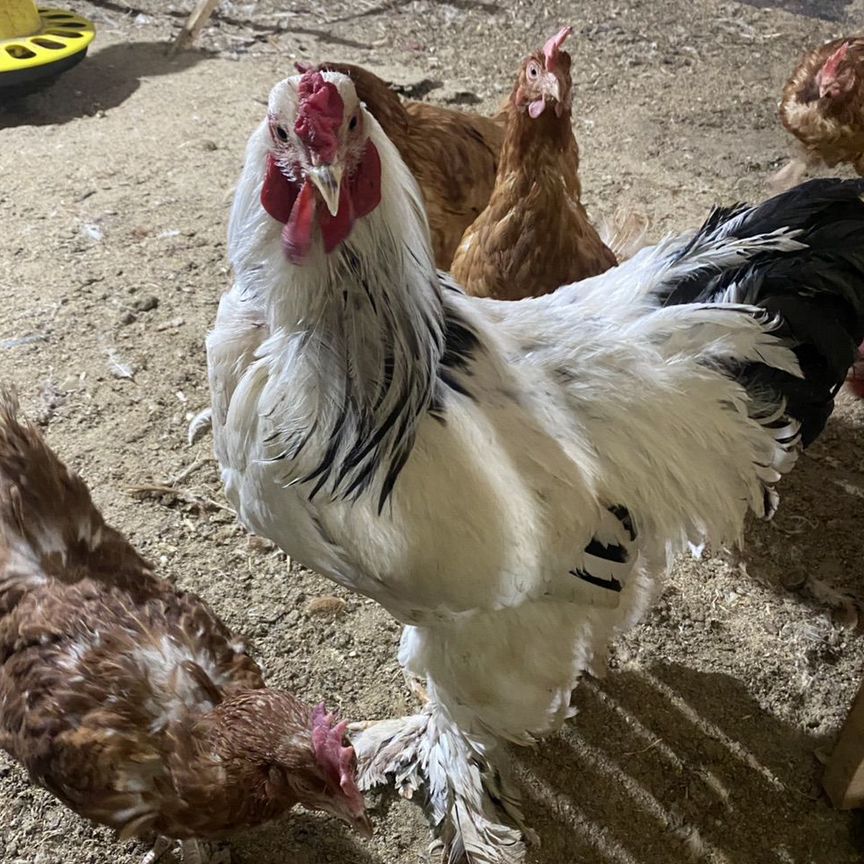 Петух брама 1