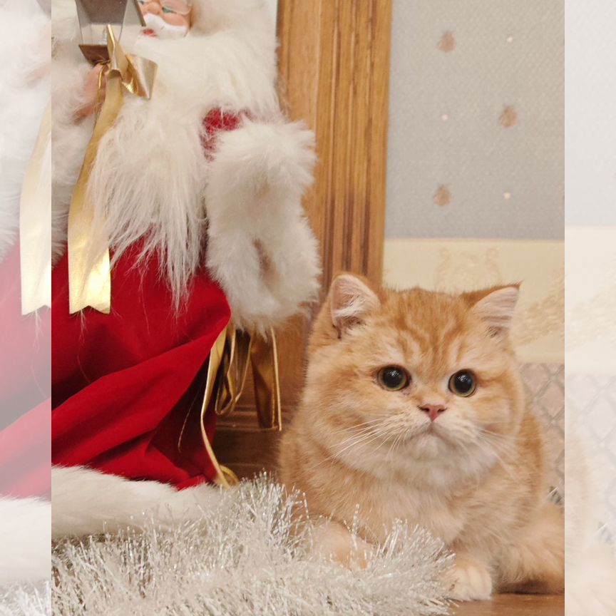 Британские котята