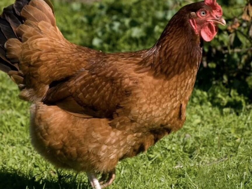 Цыплята Редбро Венгрия/Испания