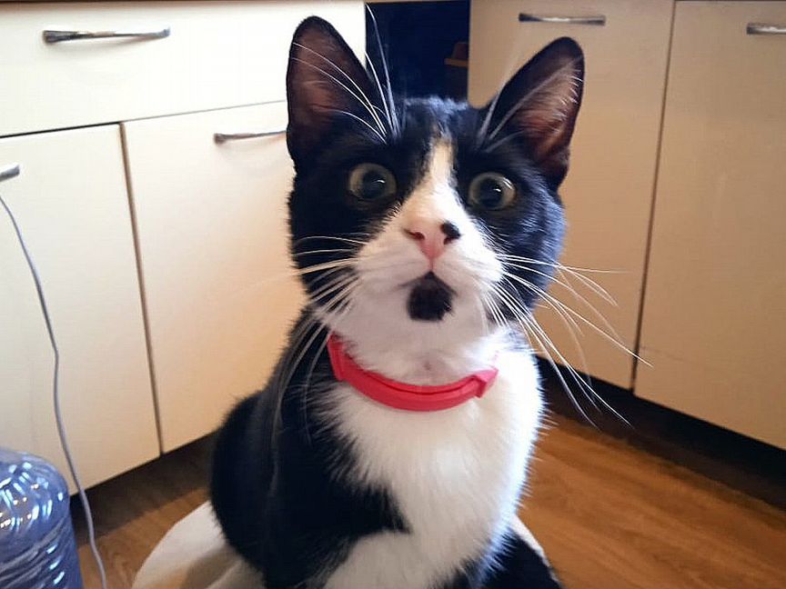 Котик очень умный в добрые руки