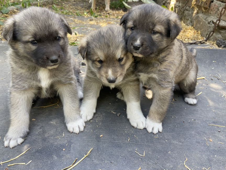 Щенки американской акиты