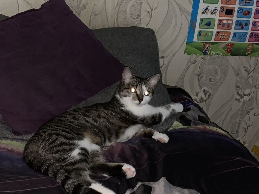 Кошечка ищет кота