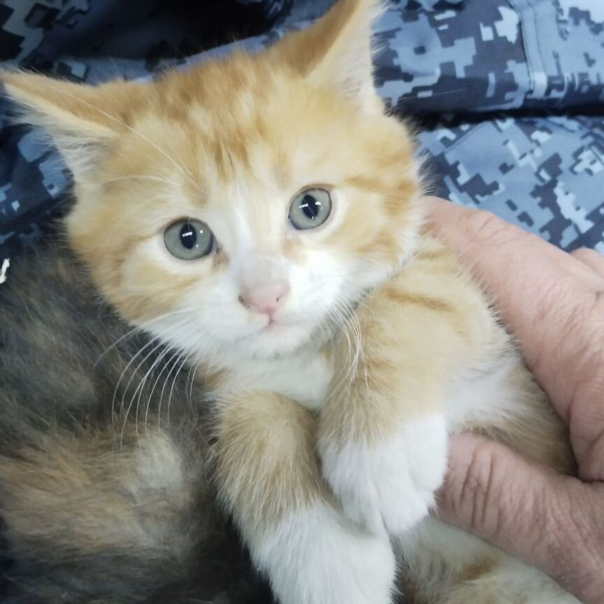 Котята мейн куна