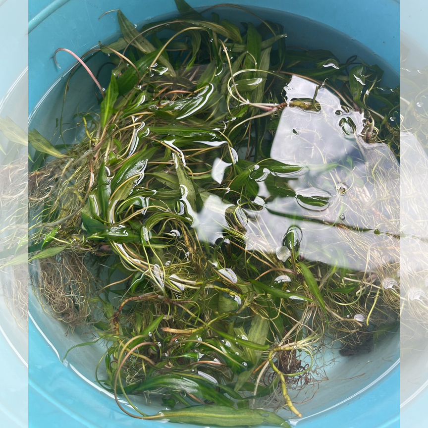 Аквариумная трава