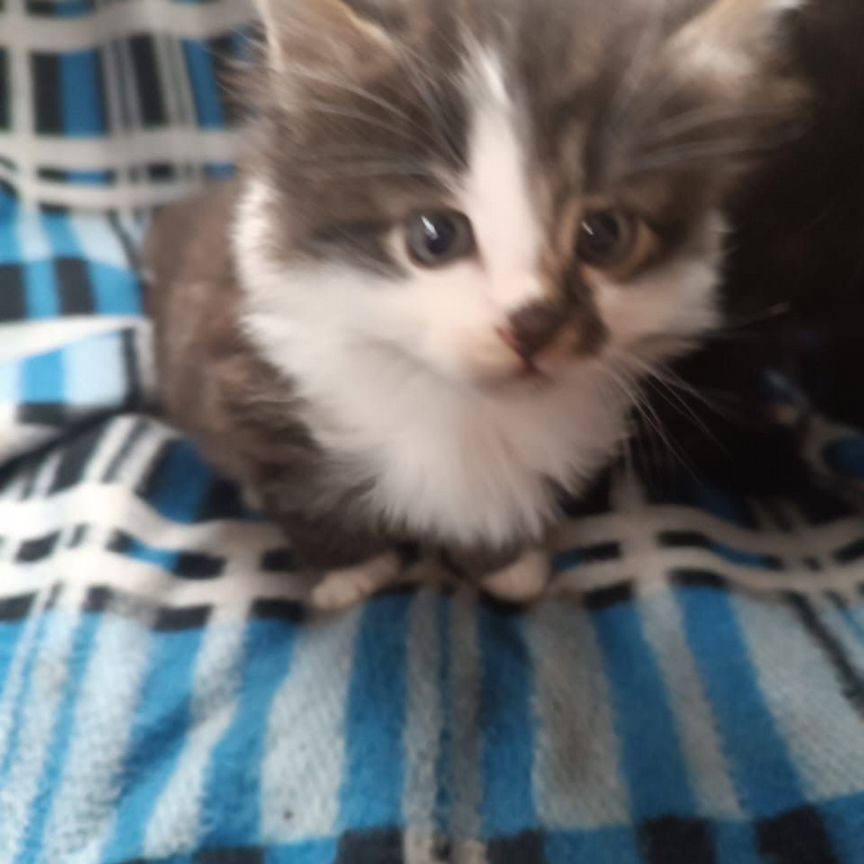 Котята