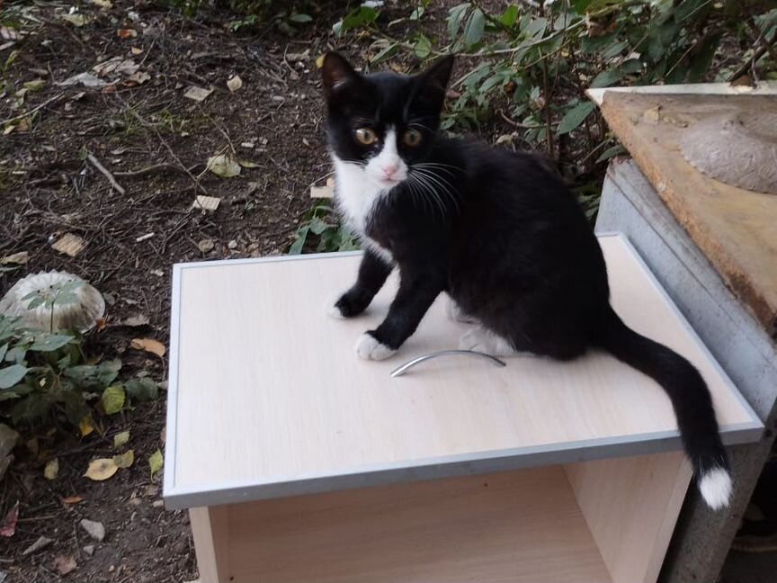 Котята бесплатно