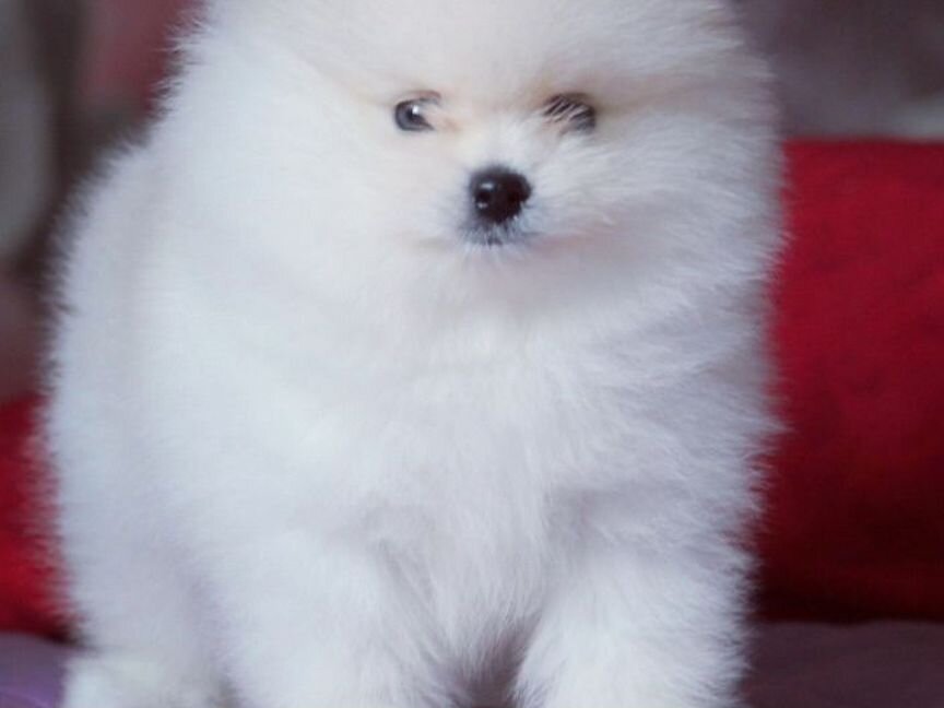 Белая девочка мини РКФ