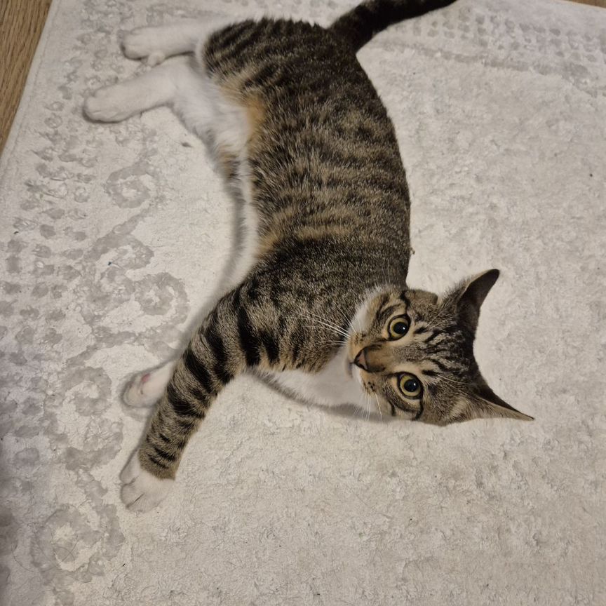 Котята в добрые руки бесплатно мальчик