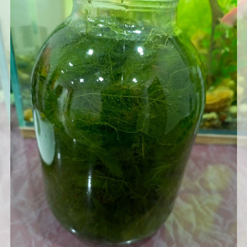 Продам роголистник