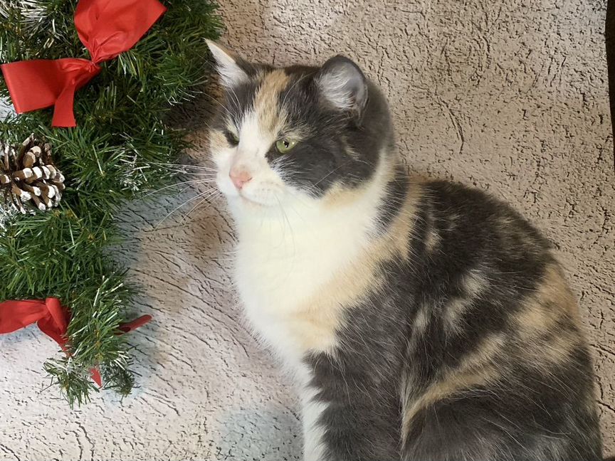 Кошка трехцветка в палевых тонах