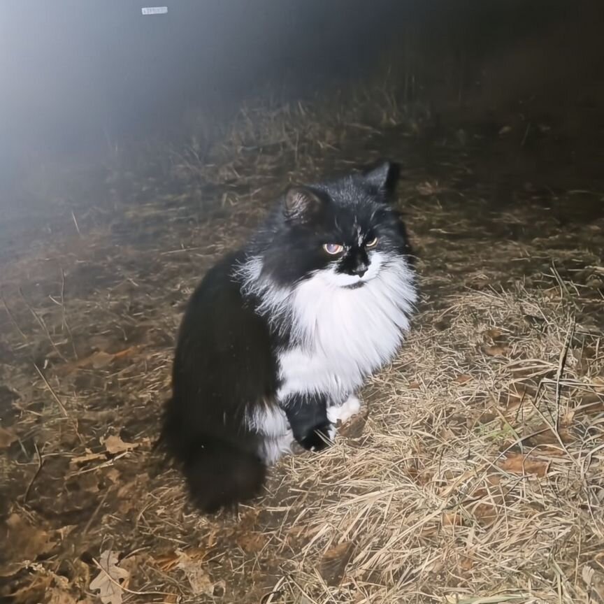 Взрослая кошка в добрые руки