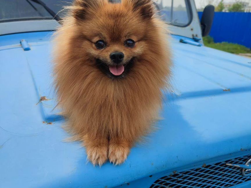 Померанский шпиц вязка кобель