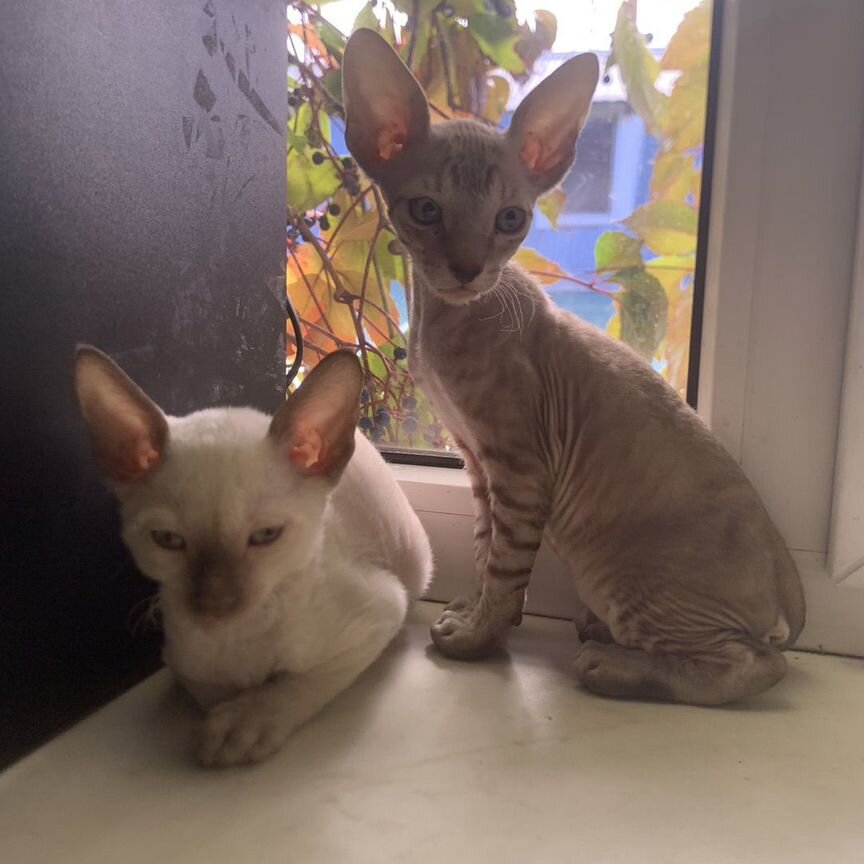 Котята корниш-рекс