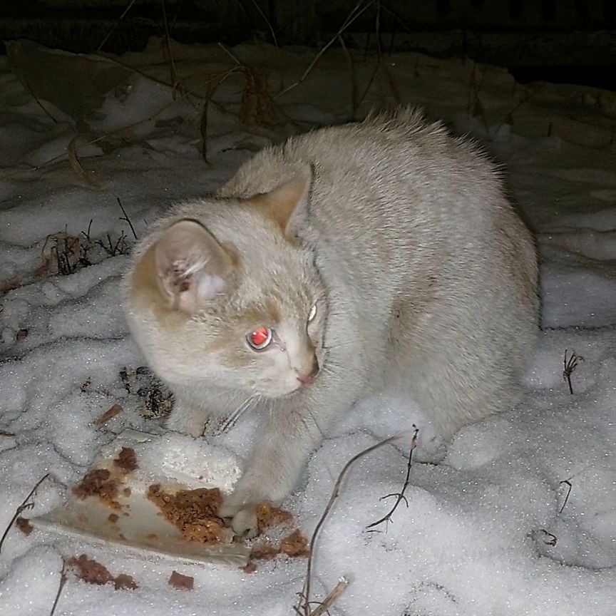Котик замерзает