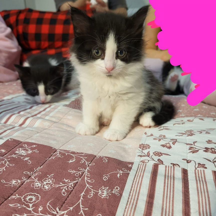Котята в добрые руки бесплатно