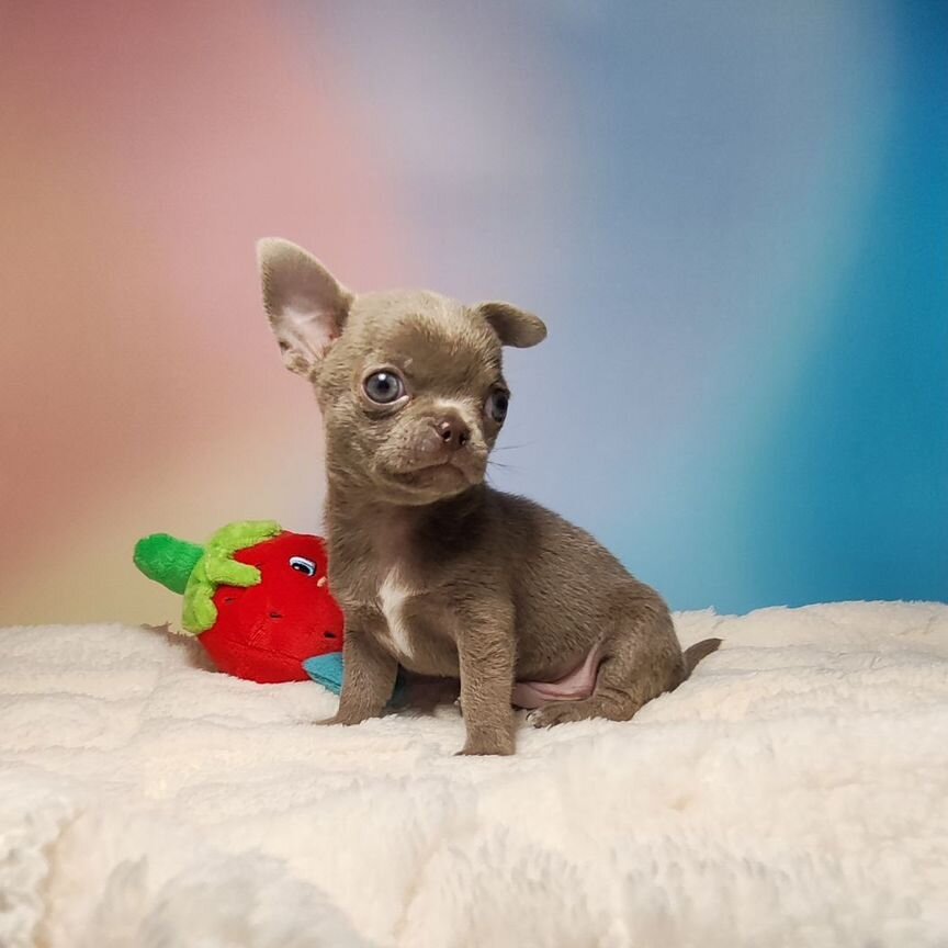 Чихуахуа лиловый мальчик