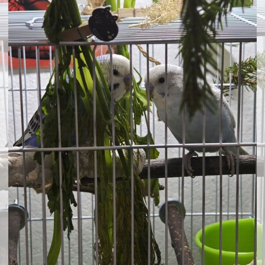 Волнистые попугаи