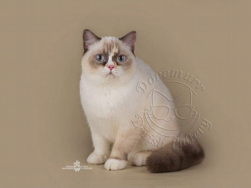 Британская девочка