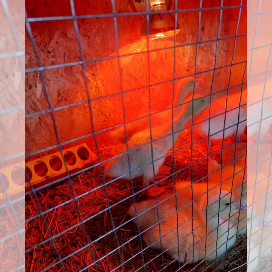 Гусята двух недельные