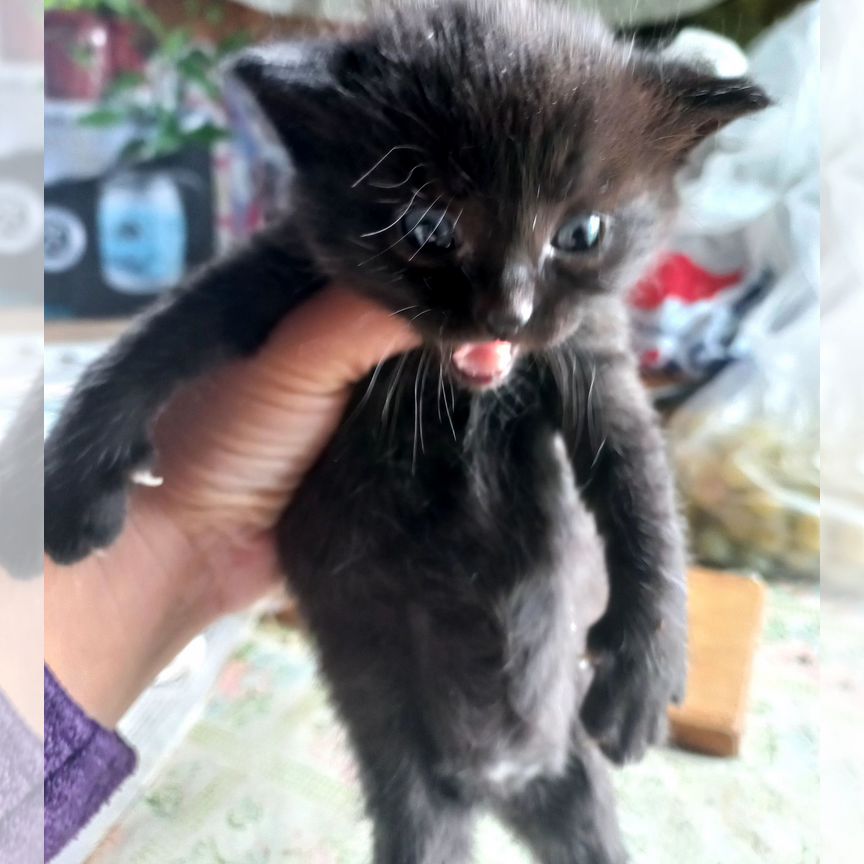 Котята в добрые руки бесплатно