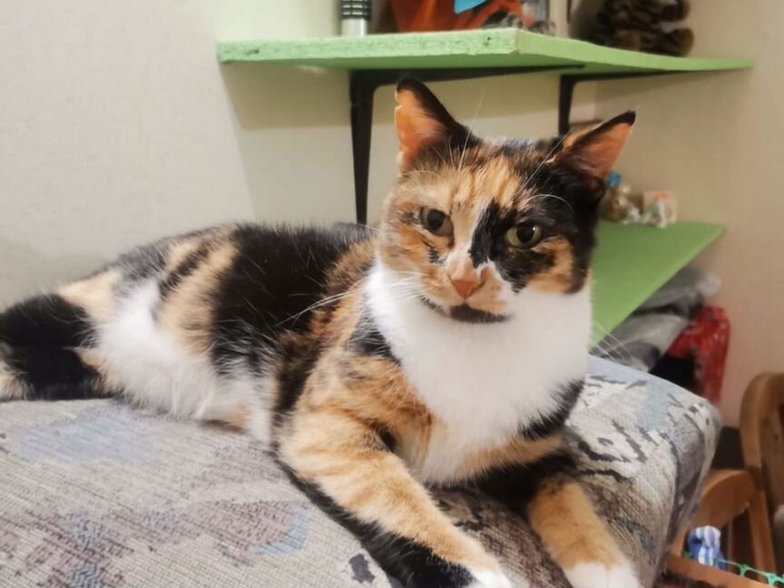 Трехцветная кошка в добрые руки