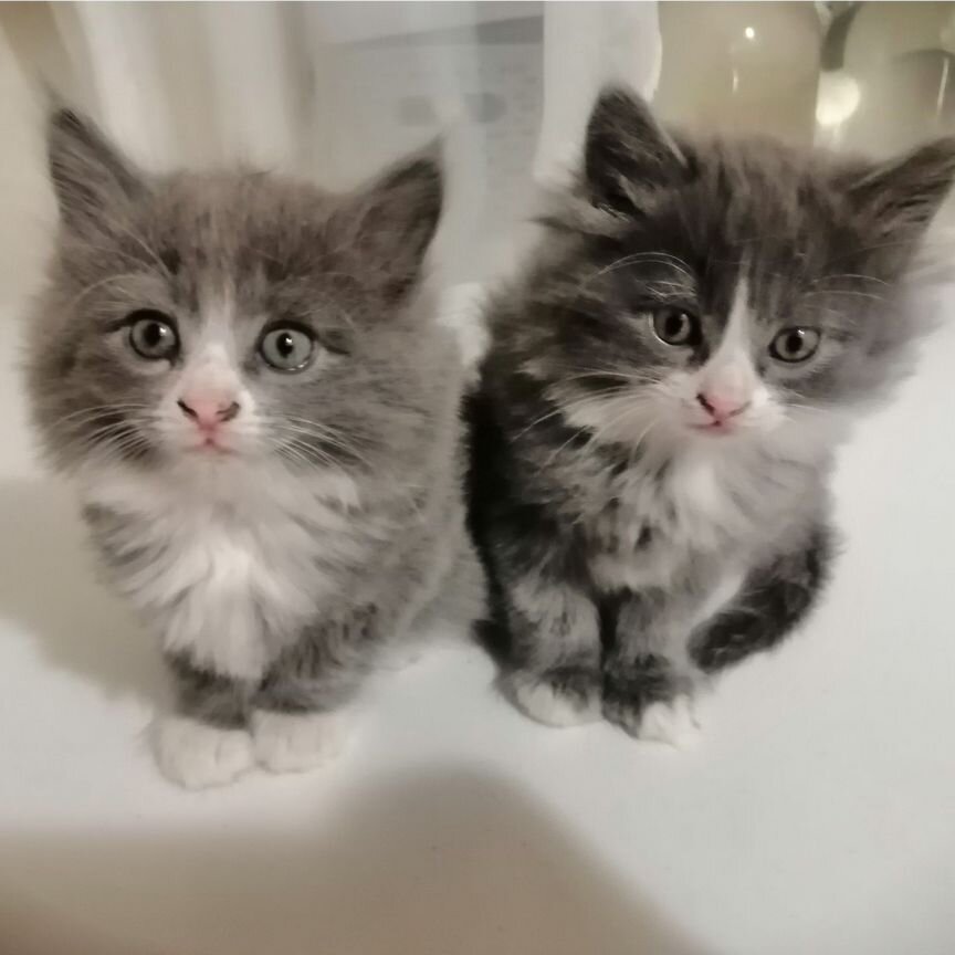 Котенок безпородный