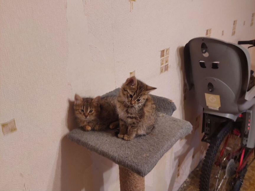 Котята рысята в добрые руки
