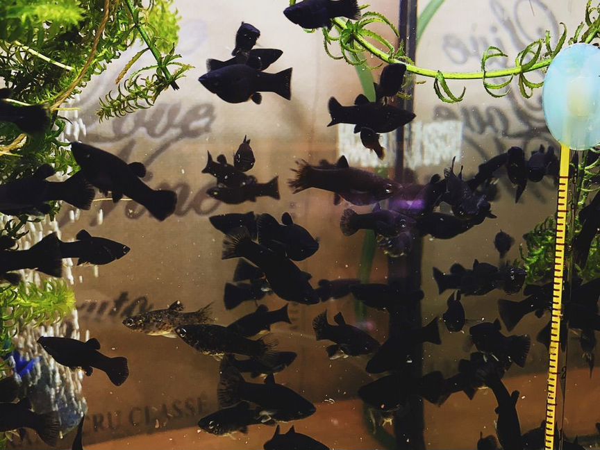 Аквариумные рыбки Моллинезия подростки