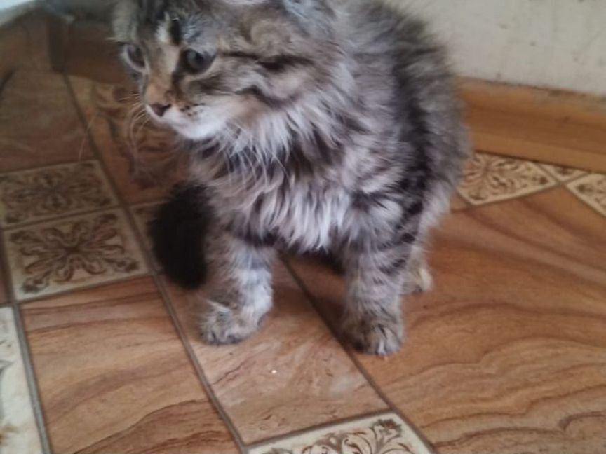 Котенок в добрые руки