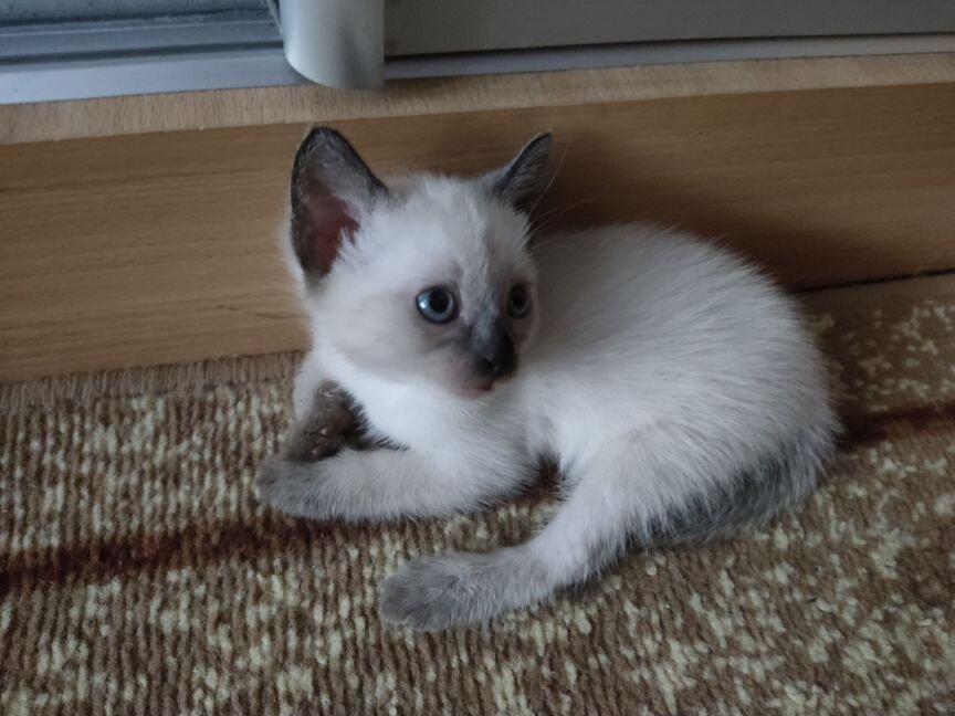 Сиамские котята