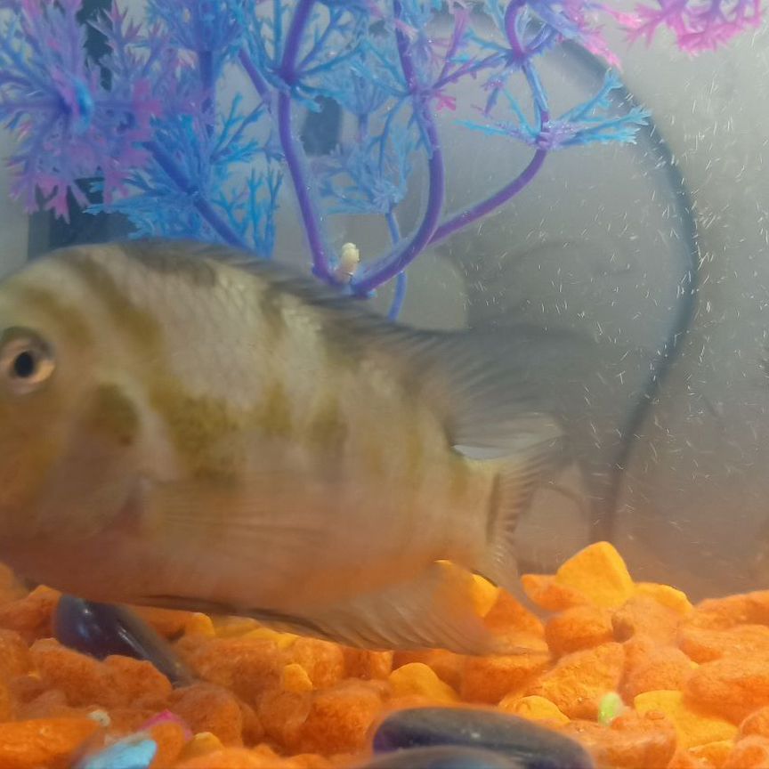 Рыба цихлида