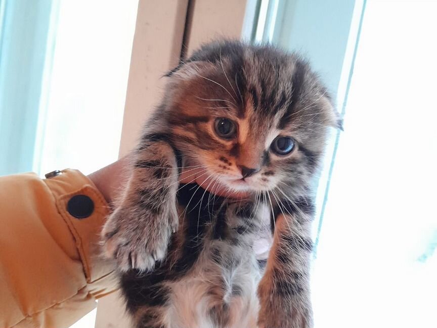 Британские котята вислоухий и нет