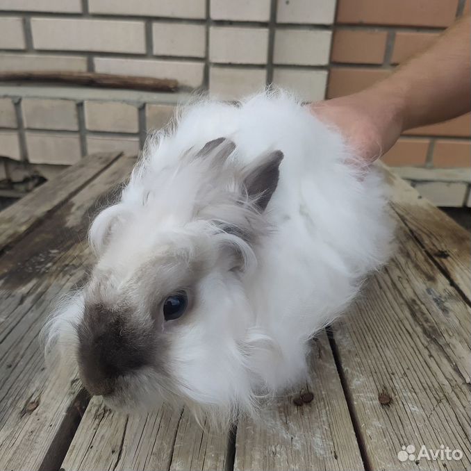 Ангорский кролик Женя