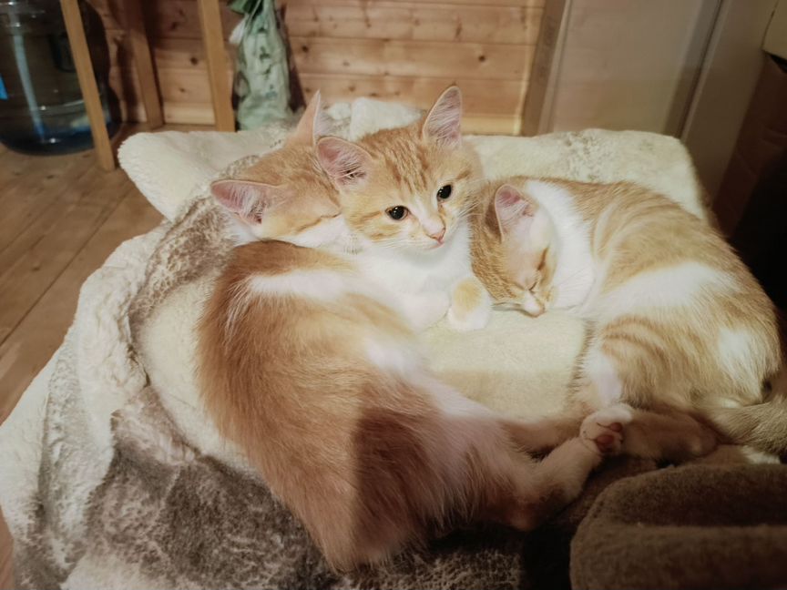 Котята рыжие с белым и полосатая трехцветная