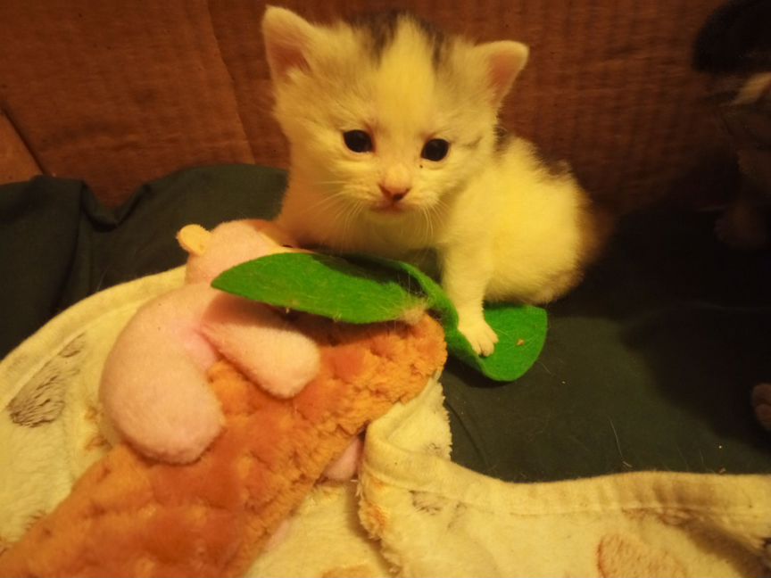 Котята метисы