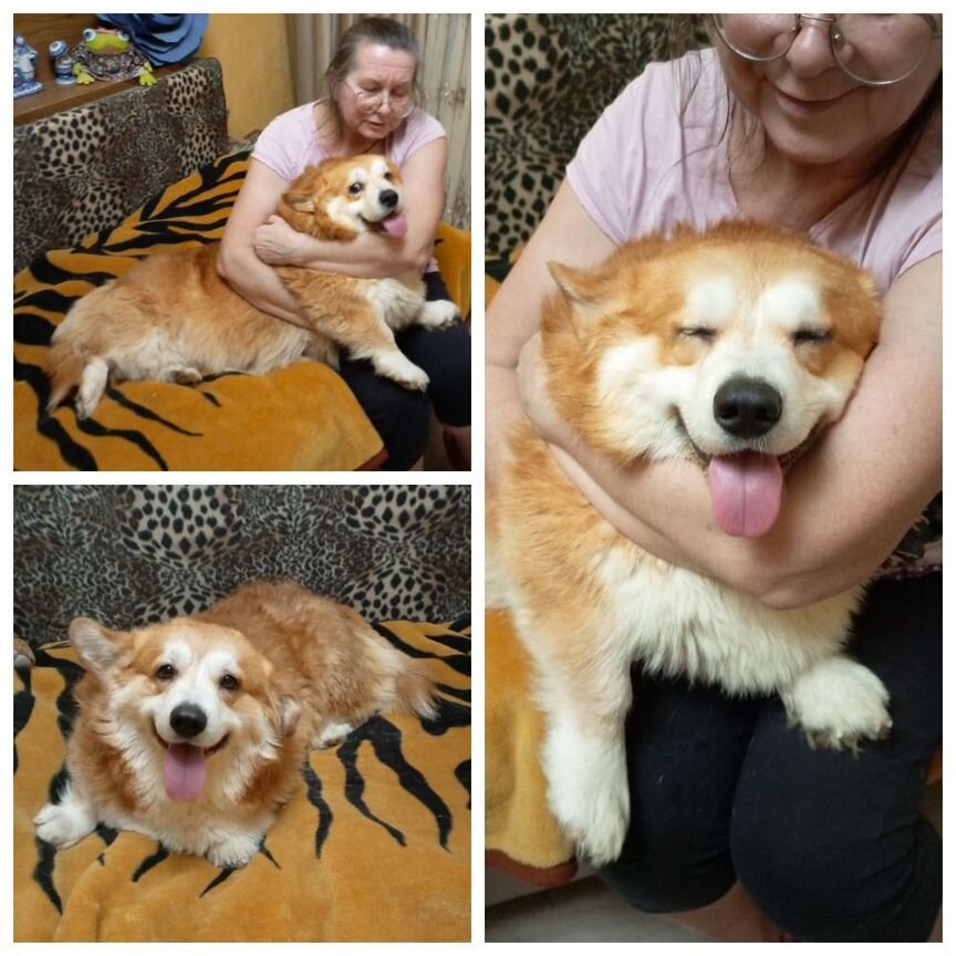 Михаил Потапыч в добрые руки