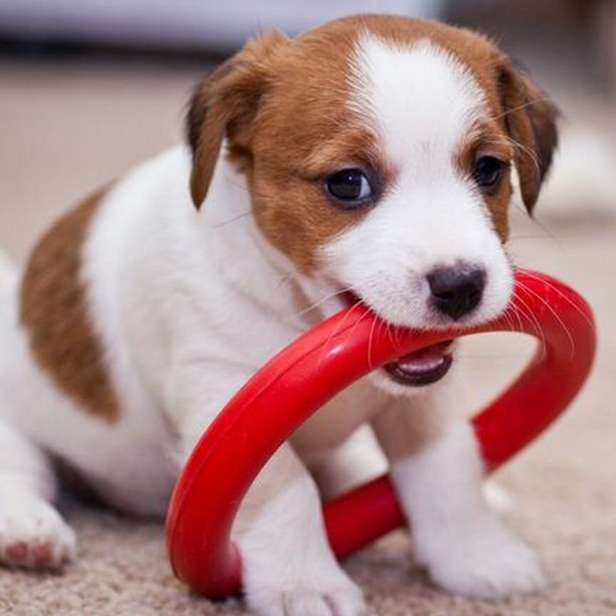 Щенки Джек Рассел. Классические породные щенки